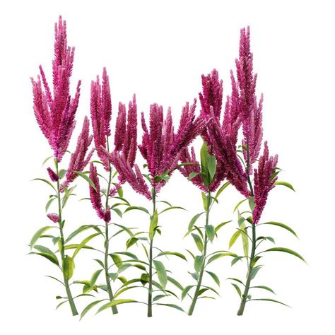 Set Of Plant Princes Feather02 Amaranthus Hypochondriacus 381897 3d