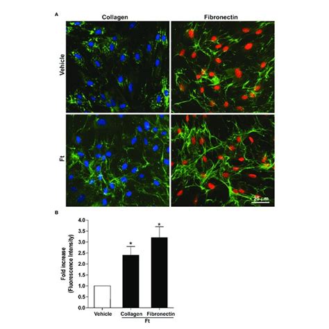Ft Promotes The Production Of Extracellular Matrix Components By
