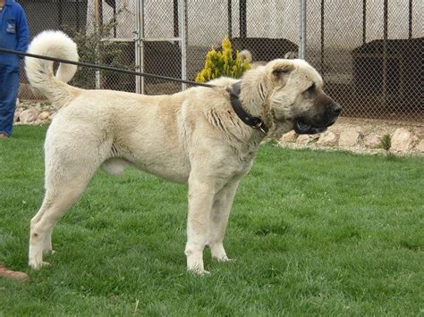 מידן כחלון מנהיג הלהקה הדף הרשמי אקסראי מלאקלי Aksaray Malaklisi רבים קוראים לו גם מסטיף