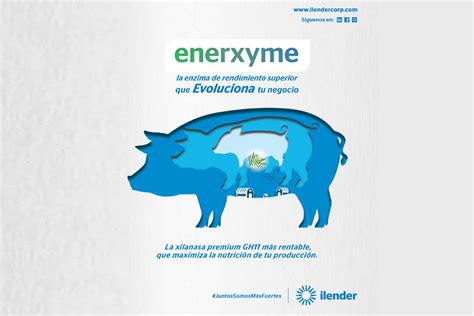 Efecto Simbiótico Del Uso De Enzimas Y Probióticos Sobre La Salud