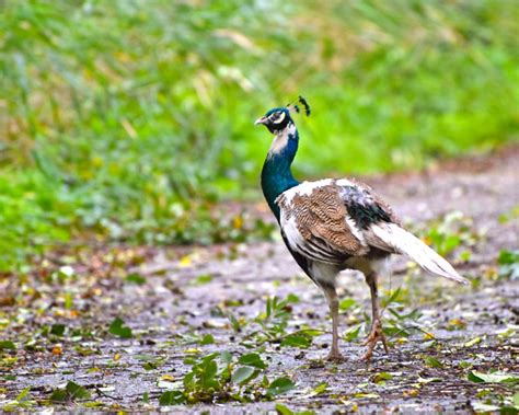 Vermisst Jemand Einen Pfau Ulmenhof