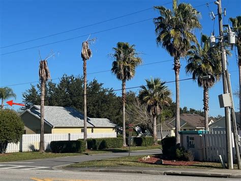 Palm Diseases — Fusarium Wilt Tree Maintenance Analysis And