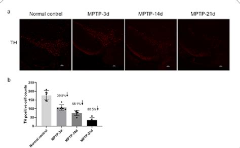 With The Increased Use Of Mptp The Loss Of Dopaminergic Neurons In The