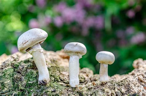 Conservation Champignon Paris Cuisine Test