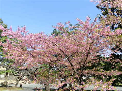 黙翁日録 東京 江戸城皇居東御苑の桜 早咲きの桜が一挙に満開 2013 03 12 カワヅザクラ ツバキカンザクラ リュウキュウカンヒザ