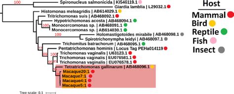 Maximum Likelihood Phylogeny Tim2e Model With Equal Base Frequencies Download Scientific