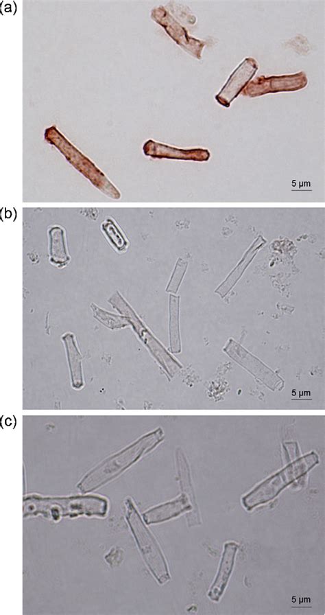 Figure 1 From Subtilisin Sub3 Is Involved In Adherence Of Microsporum