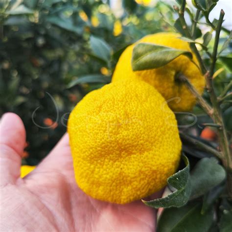 Yuzu Jeppa S Trädgård