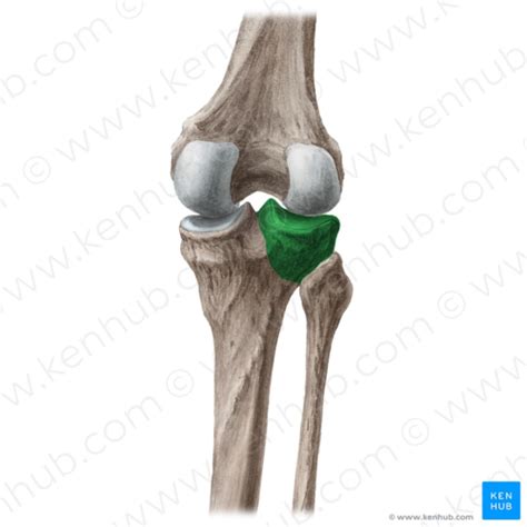 Kaarten Anatomie Tibia En Fibula Quizlet