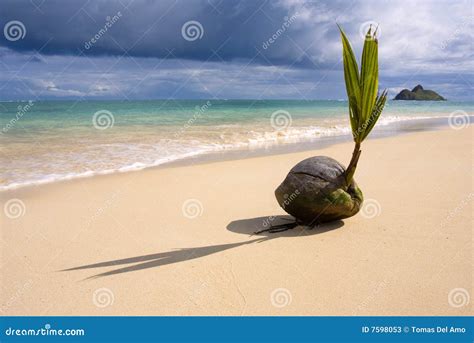 A Sprouting Coconut On The Seashore Stock Image Image Of Tropical