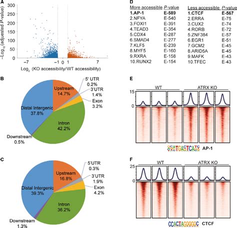 ATRX Loss Led To Changes Of Chromatin Accessibility In Regulatory
