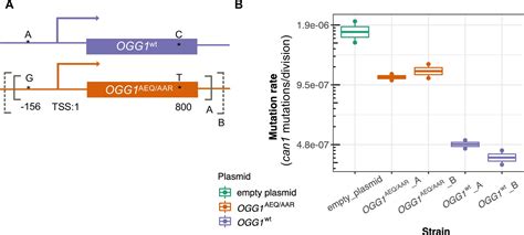 Figures And Data In A Modified Fluctuation Assay Reveals A Natural Mutator Phenotype That Drives