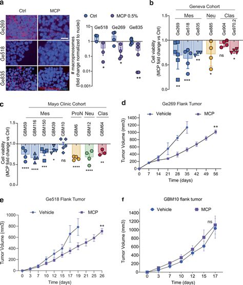 Mcp Disrupts Gal 3rab10 Binding And Inhibits Macropinocytosis Mediated