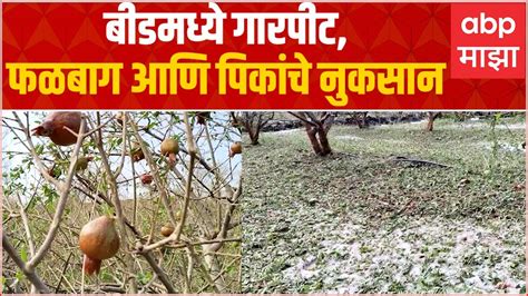Beed Hailstones बीडमध्ये गारपीट फळबाग आणि पिकांचे प्रचंड नुकसान