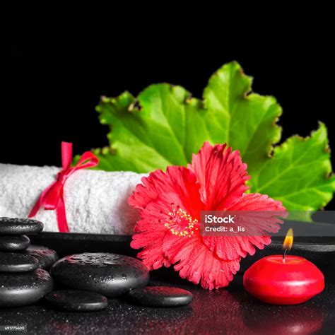 이 슬 붉은 히 비 스커 스 꽃의 아름 다운 스파 구성 초 녹색 잎 및 선 돌 근접 촬영에 수건을 압 연 꽃 나무에 대한 스톡 사진 및 기타 이미지 Istock
