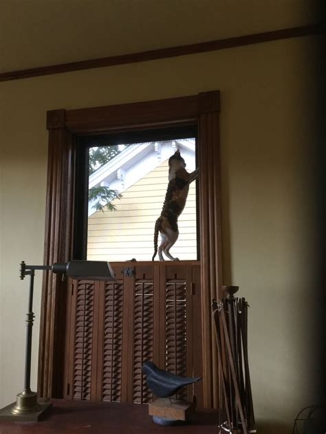 Pin De Carol Van Drie En The Elegant Cornish And Devon Rex