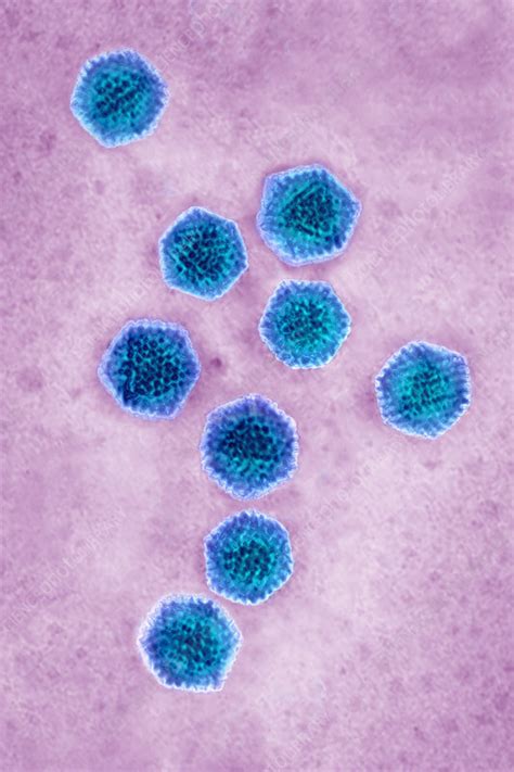 Adenovirus Tem Stock Image C0244678 Science Photo Library