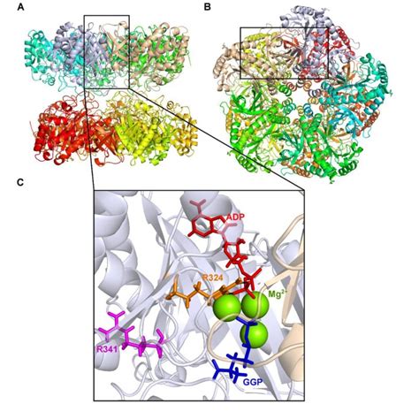 Glutamine Synthetase Mutations That Cause Glutamine Deficiency
