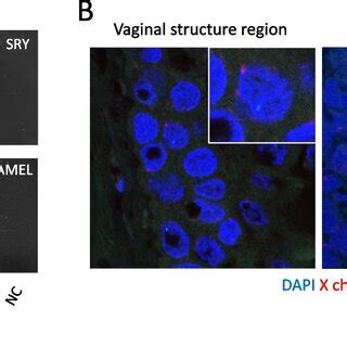 Hematoxylin And Eosin H E Stain Of Immature Testis Tissues Of The Download Scientific Diagram