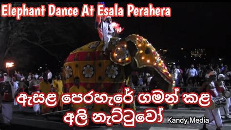 ඇසළ පෙරහැර හැඩකළ අපූරු හස්ති නැටුම Youtube