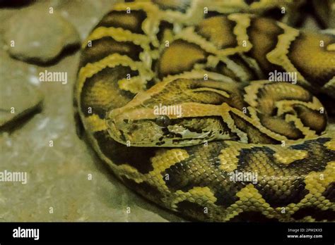 Python Bivittatus Is A Large Poisonous Snake One Of The Six Largest