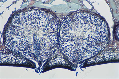 Fucus Vesiculosis Lm Stock Image C0093819 Science Photo Library