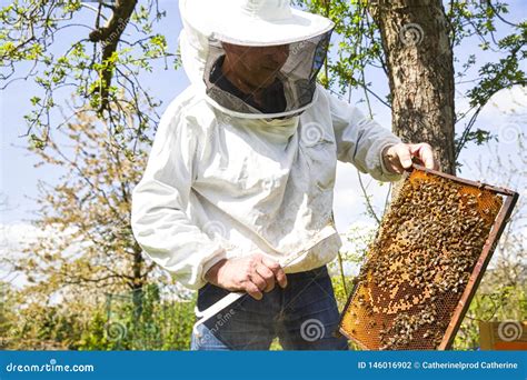 Beekeeper Is Looking Swarm Activity Over Honeycomb On Wooden Frame