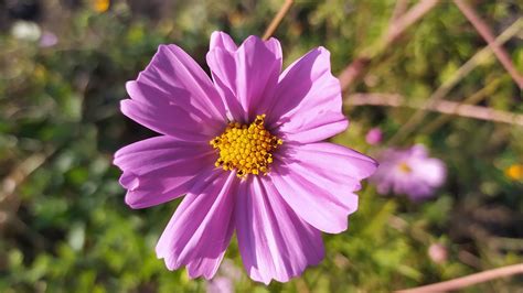 Cosmos Flower Plant Free Photo On Pixabay Pixabay