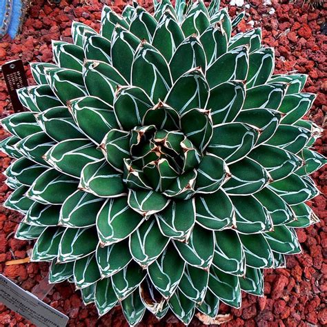 Agave Victorae Reginae Flower Garden Plans Raised Garden Beds Diy Building Raised Garden Beds