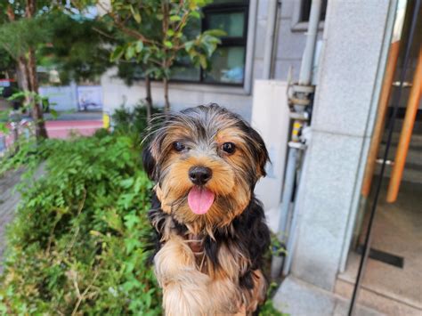 요크셔테리어 지은이 강아지책임분양♥ 아이조아 유기방지입양 파양 강아지보호소 고양이보호소 무료분양센터