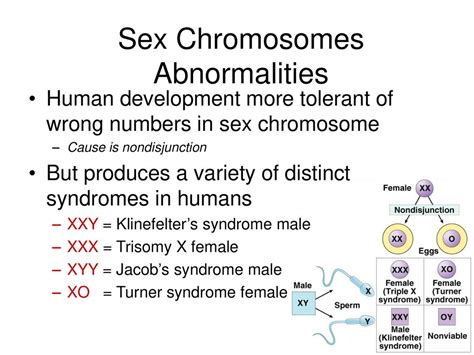 Ch Warm Up Definitions Sex Linked Gene Barr Body SRY Gene Ppt Download