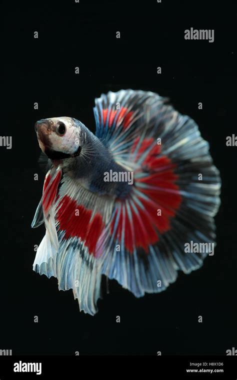 Betta Splendens Male On Black Background Half Moon Butterfly