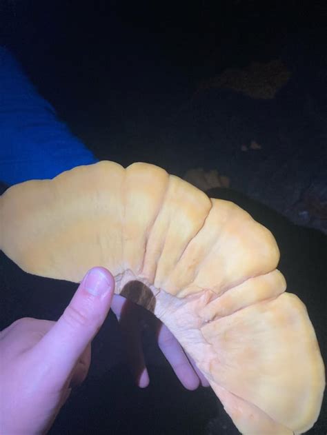 Help Identifying This Mushroom R Mycology