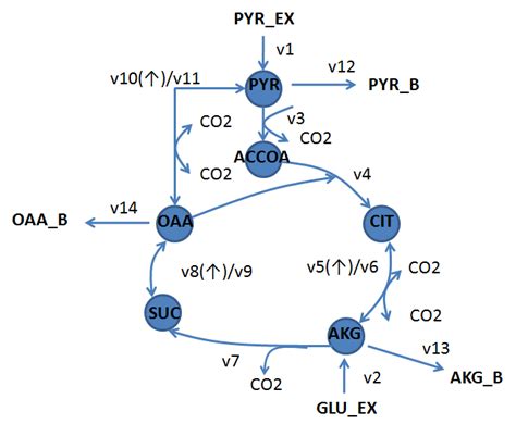 A Simulated TCA Cycle Example Download Scientific Diagram