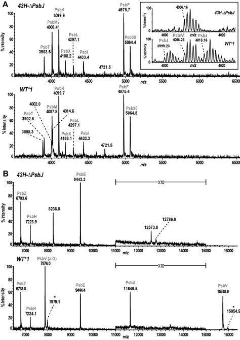 Maldi Tof Ms Profiling Of Psii Subunits A Linear Mode Maldi Tof Download Scientific Diagram
