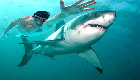 Michael Phelps To Race A Great White Shark The Inertia