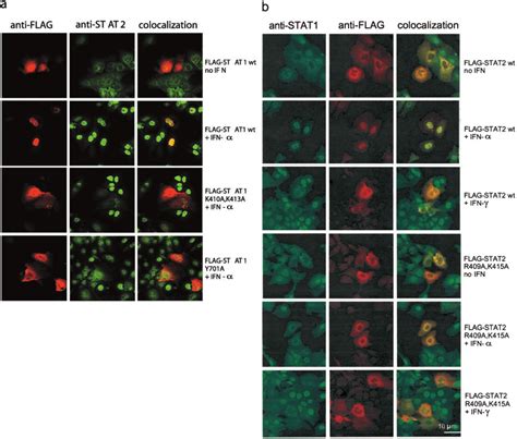 Subcellular Localization And Nuclear Import Of Transiently Transfected