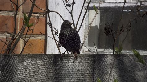 Starling Bird Ornithology Free Photo On Pixabay Pixabay