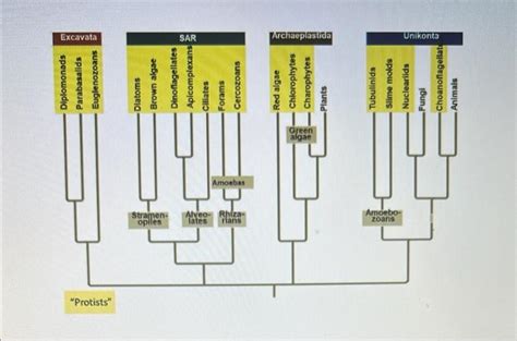 Solved 1based On The Phylogenetic Tree Of Eukaryotes