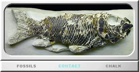 British Chalk Fossils Robert Randell