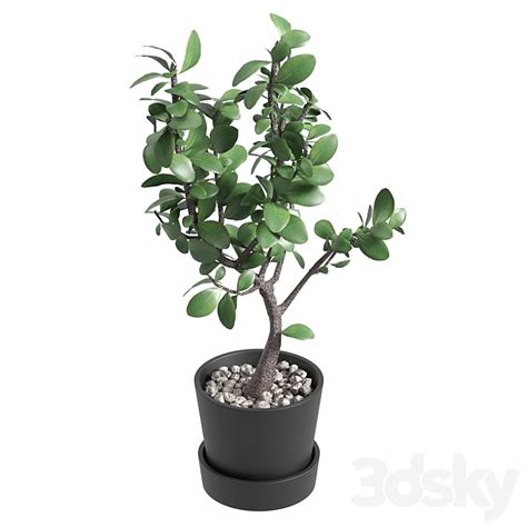 Indor Plant 004 Indoor 3d Model