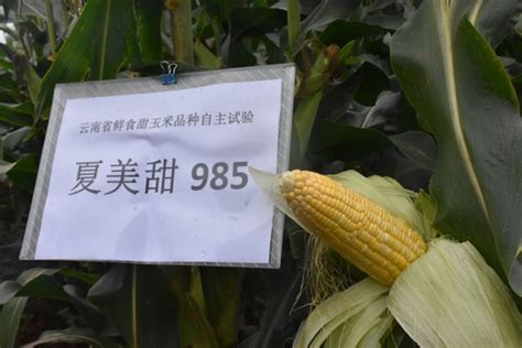 玉米“鲜”飘田间 丽江市开展鲜食玉米观摩品鉴活动 云南省农业农村厅