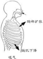 题目 有生命中枢 之称的结构是 A 大脑皮质 B 小脑 C 脑干 D 脊髓青夏教育精英家教网