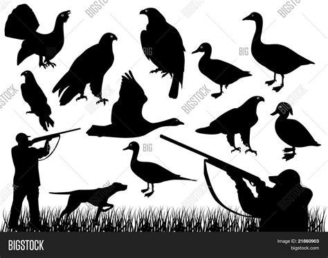 Duck Hunting Vector And Photo Bigstock