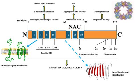 Interaction Between α Synuclein And Bioactive Lipids Neurodegeneration