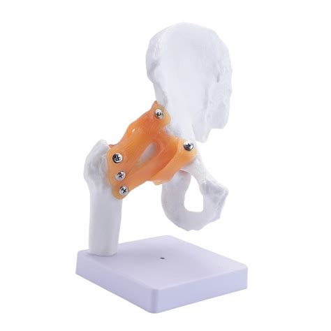 Life Size Anatomical Hip Joint Model Human Skeleton Anatomy Exercise