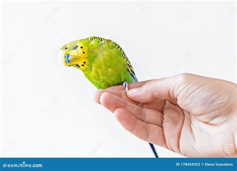 Funny Budgerigar Cute Green Budgie Parrot Sits On A Finger And Looking