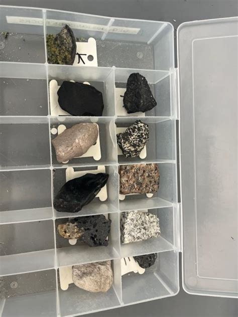 Solved Babe Name Lab Section Date Babe Name Chegg Com