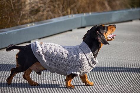 Huskimo French Knit Jumper Perfectly Pawesome