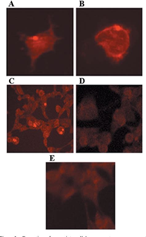 Figure 3 From Induction Of ␣ Synuclein Aggregation By Intracellular Nitrative Insult Semantic